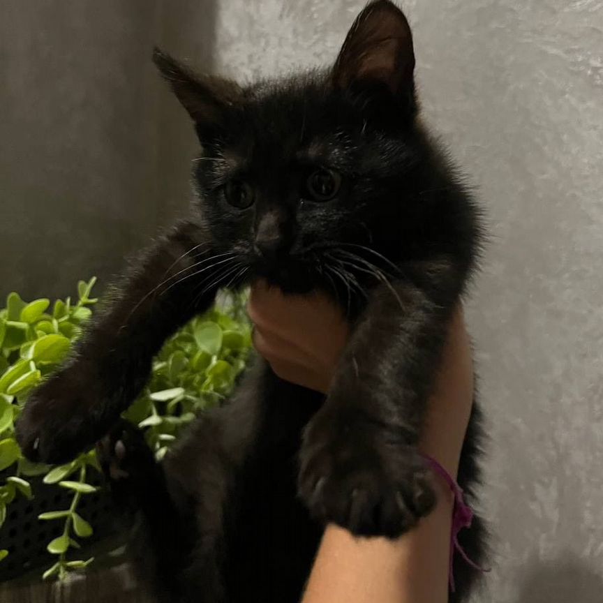 Котёнок