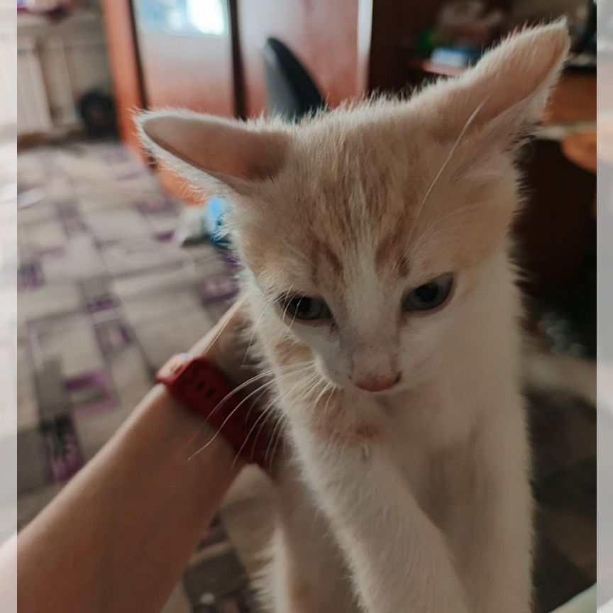 Котёнок в добрые руки