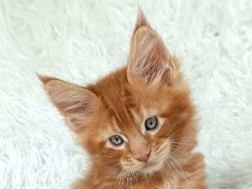 Human котенок рыжий Мейн кун