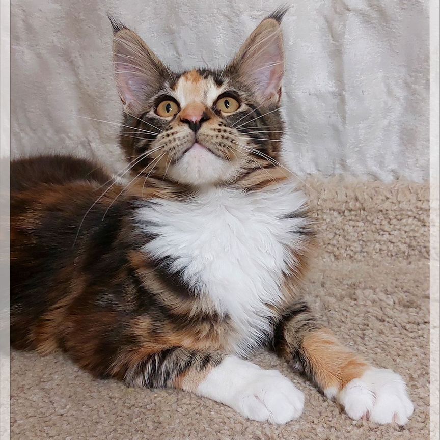 Кошечка Мейн-кун