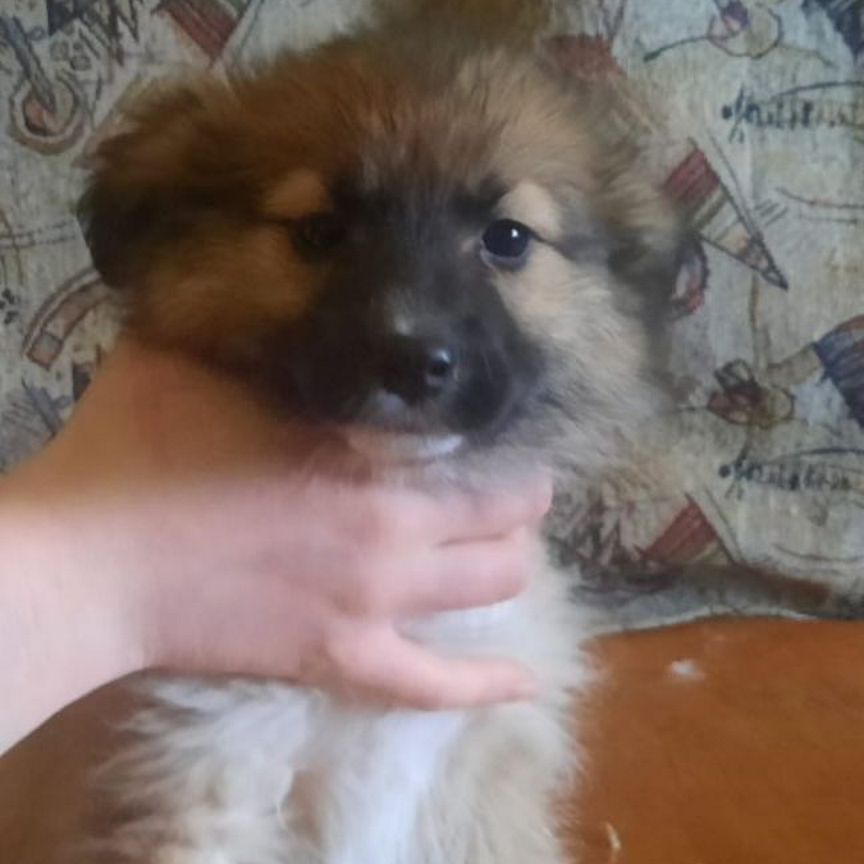 Очаровательные щеночки в добрые руки