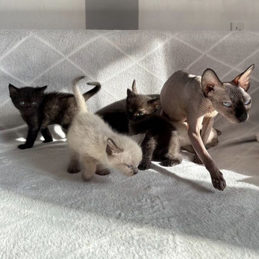 Канадский сфинкс котёнок