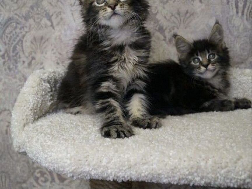 Котята мейн-кун