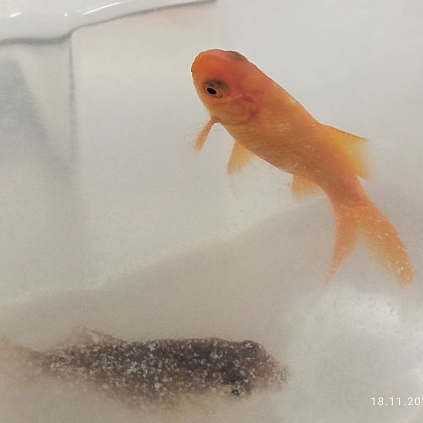 Рыбки для пруда