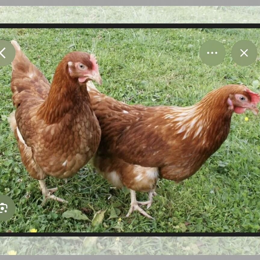 Куры несушки домашние