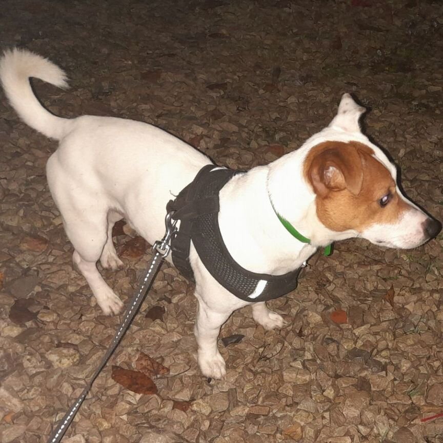 Джек-рассел-терьер, взрослый пёс