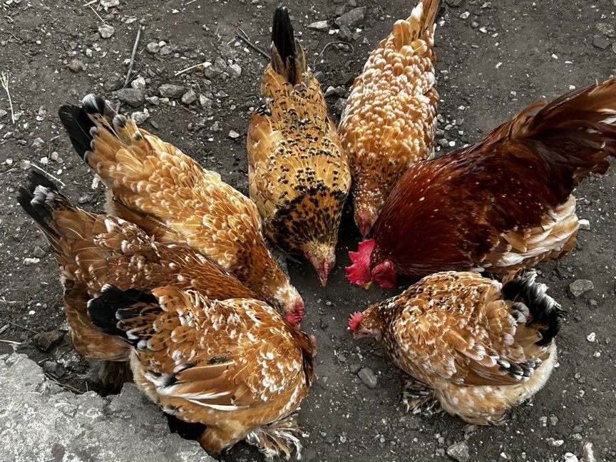 Куры алтайские бентамки