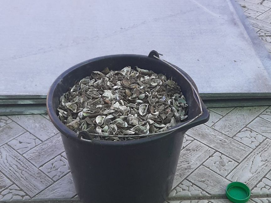 Ракушка озерная для кур