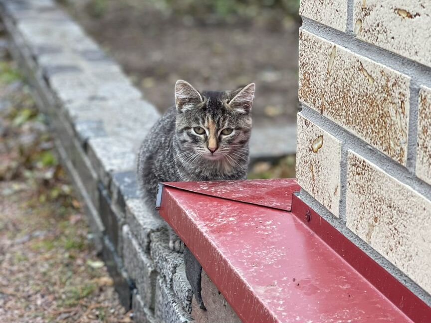 Котенок девочка в добрые руки