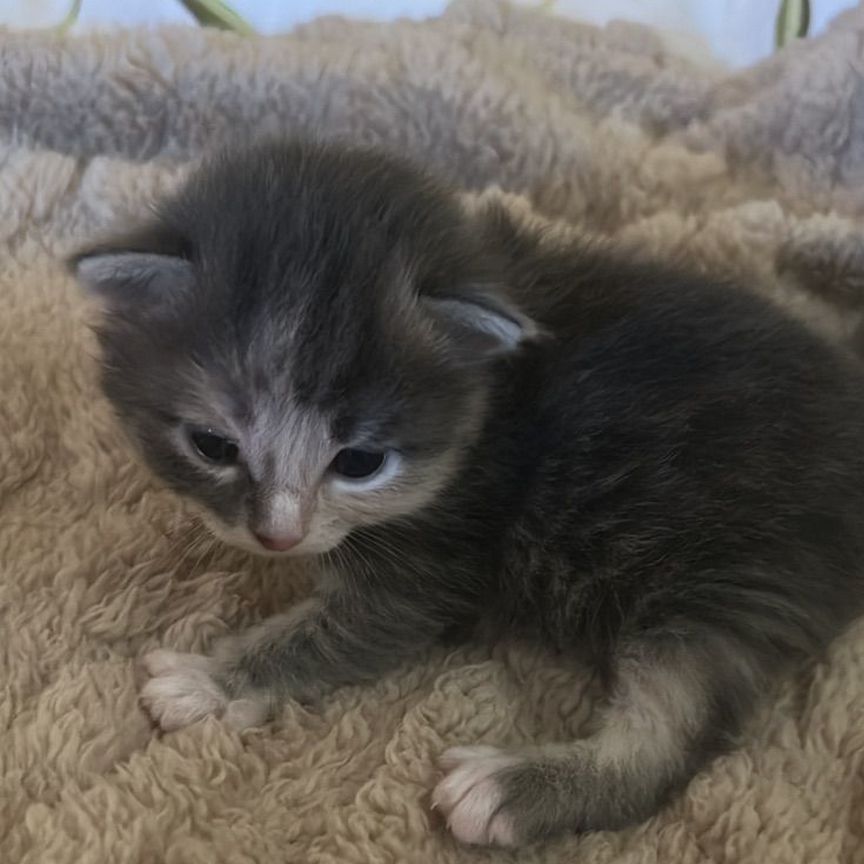 Котята в добрые руки бесплатно