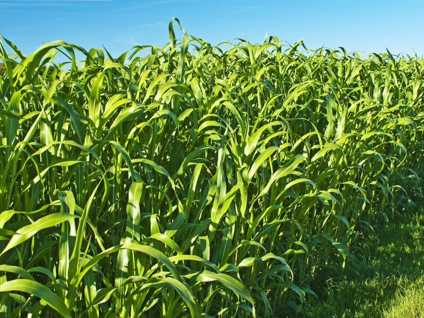 Ячменная солома,суданка,разнотравье в тюках