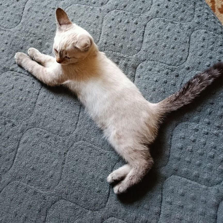 Продам котят