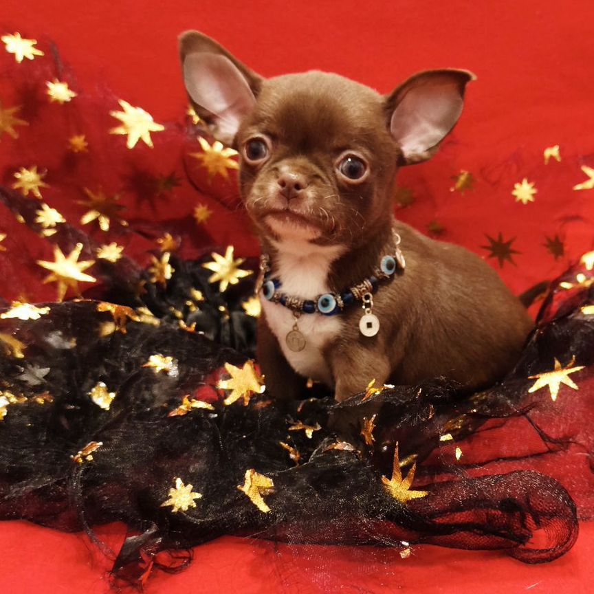 Чихуахуа, щенок