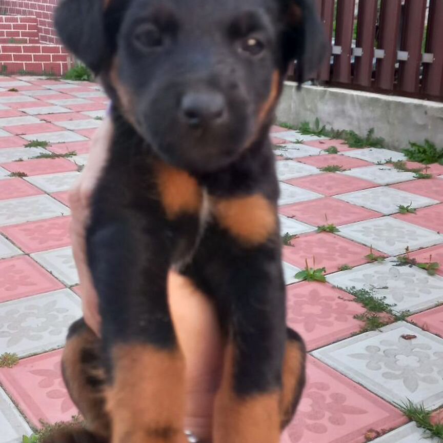 Щенки ягдтерьера