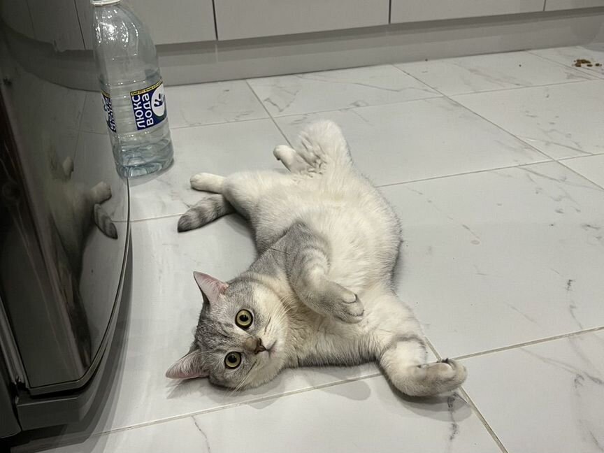 Британский кот