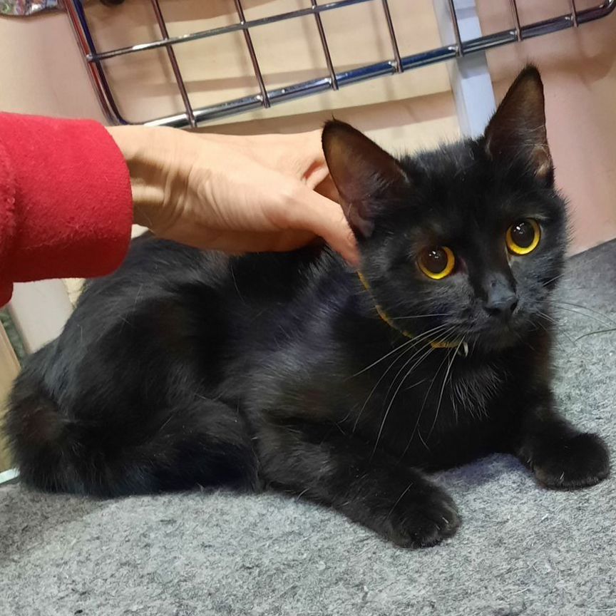 Взрослая, Девочка кошка в добрые руки