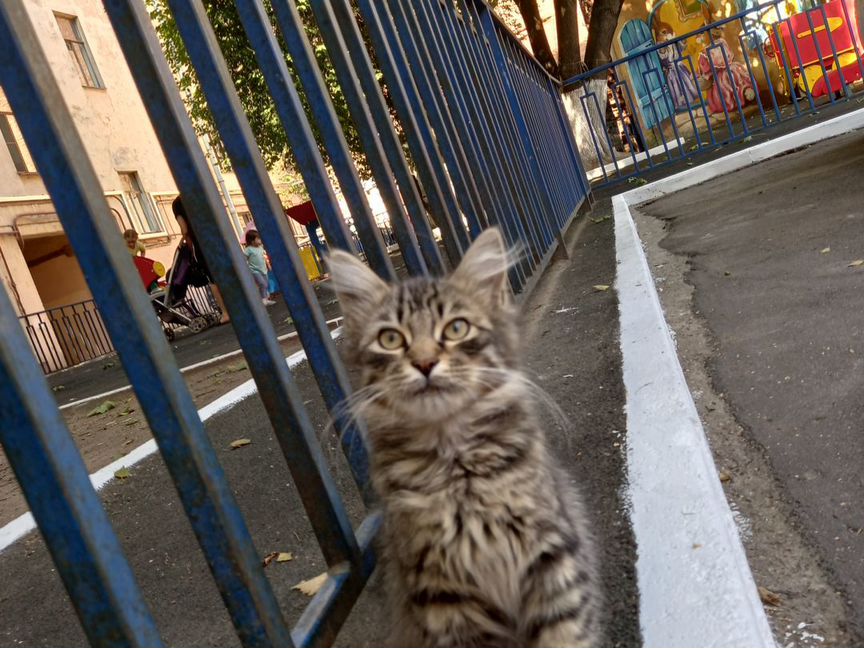 Петербургским "мейнкунам" нужен дом