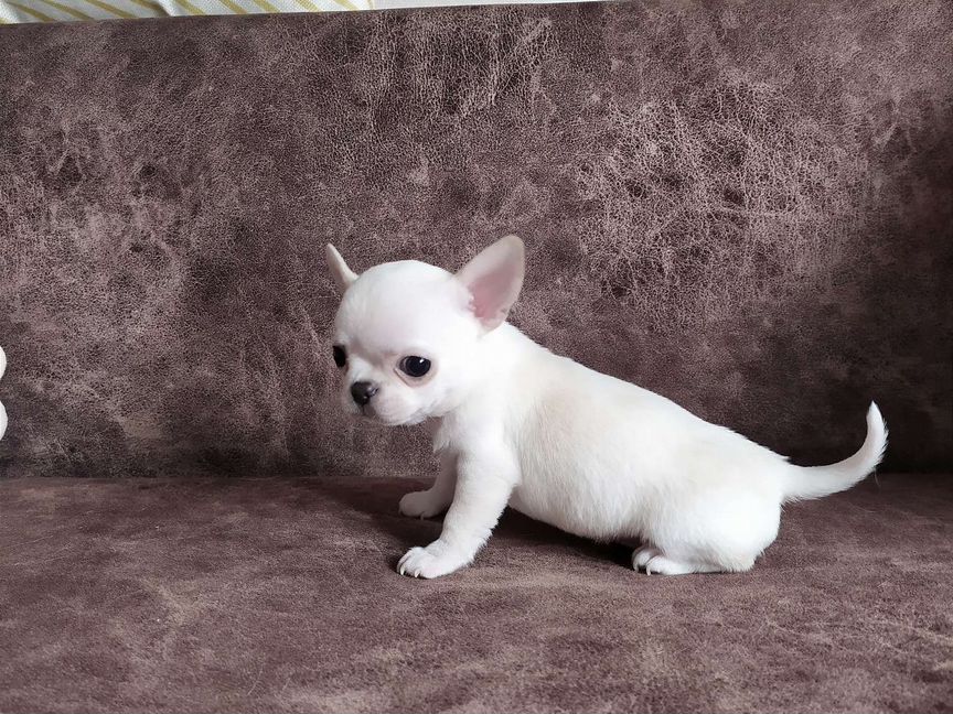 Чихуахуа гш мальчики