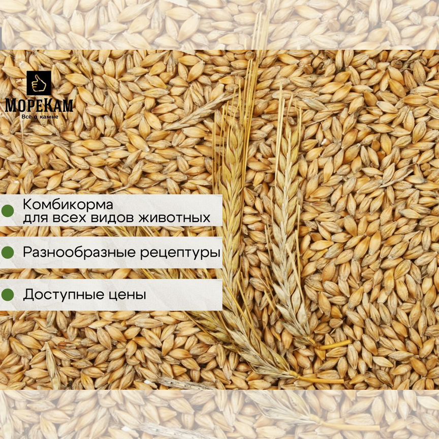 Ячмень пищевой