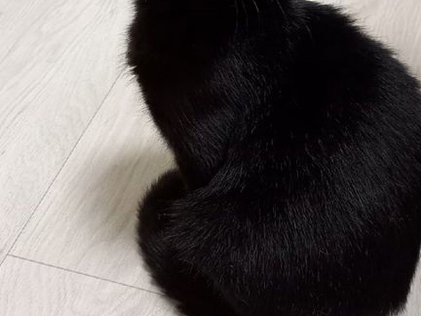 Чернике очень нужен дом