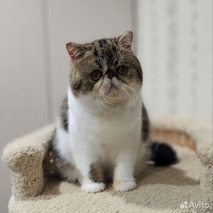 Экзотический короткошерстный мальчик