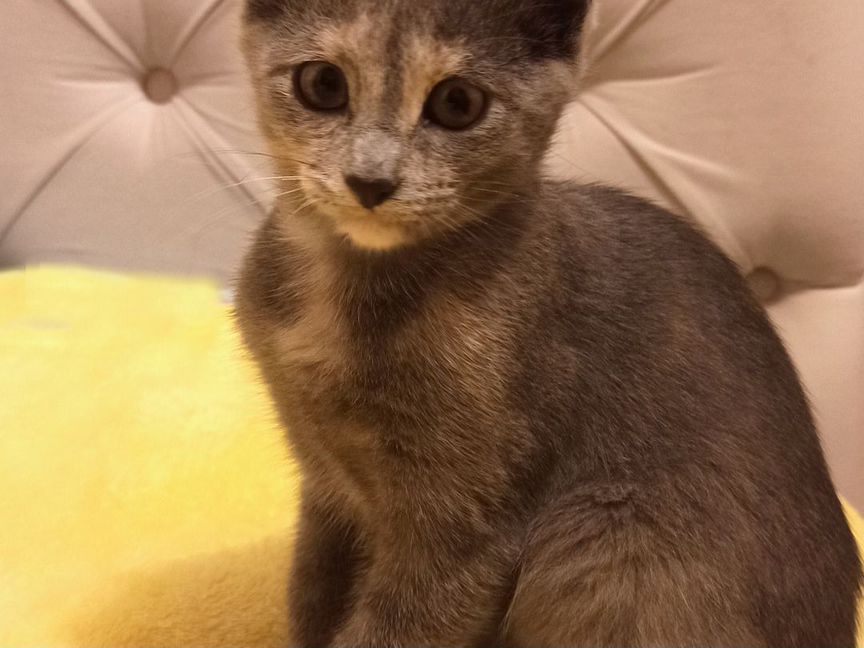 Котята русская голубая в добрые руки