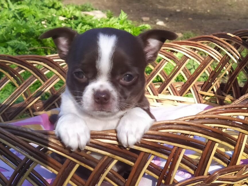 Чихуахуа щенок девочка