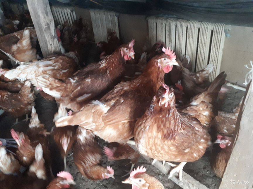 Куры несушки