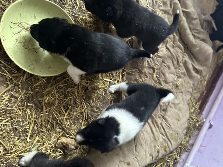 Кутята лайки