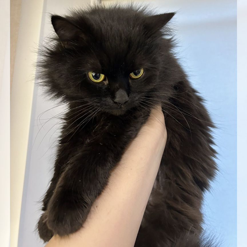 Кот