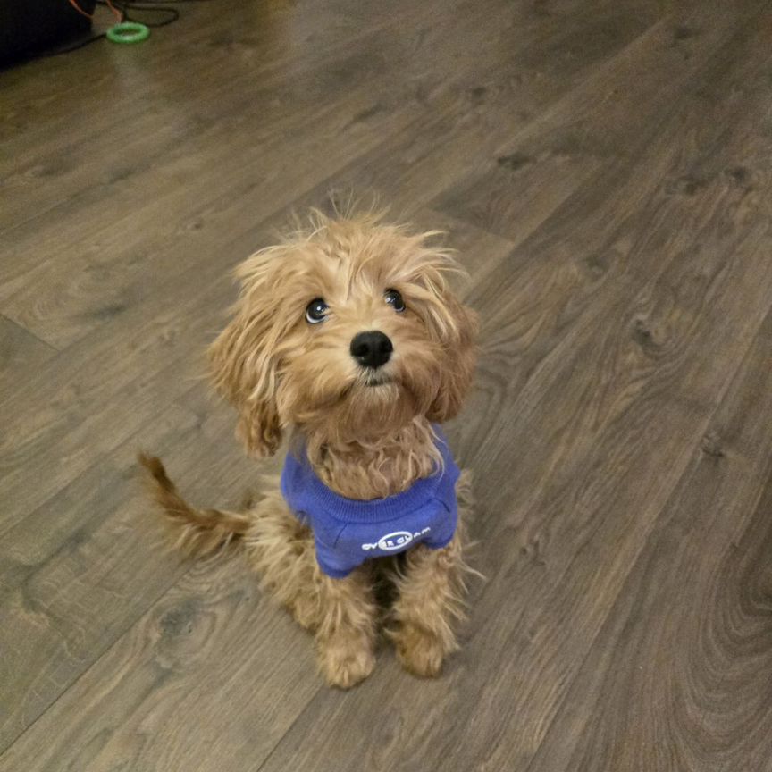 Мальтипу в добрые руки бесплатно