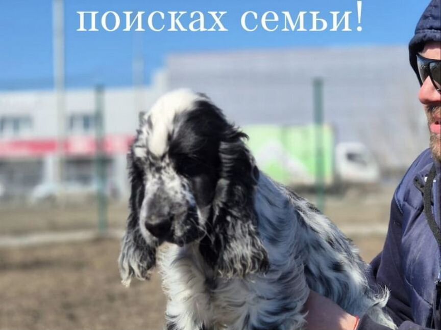 Щенки кокер спаниеля