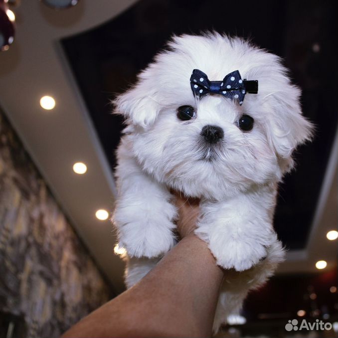 Миниатюрный беби-фейс мальчик - красавчик 2,5 мес