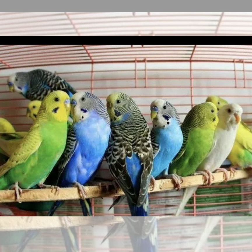 Волнистые попугаи, птенцы