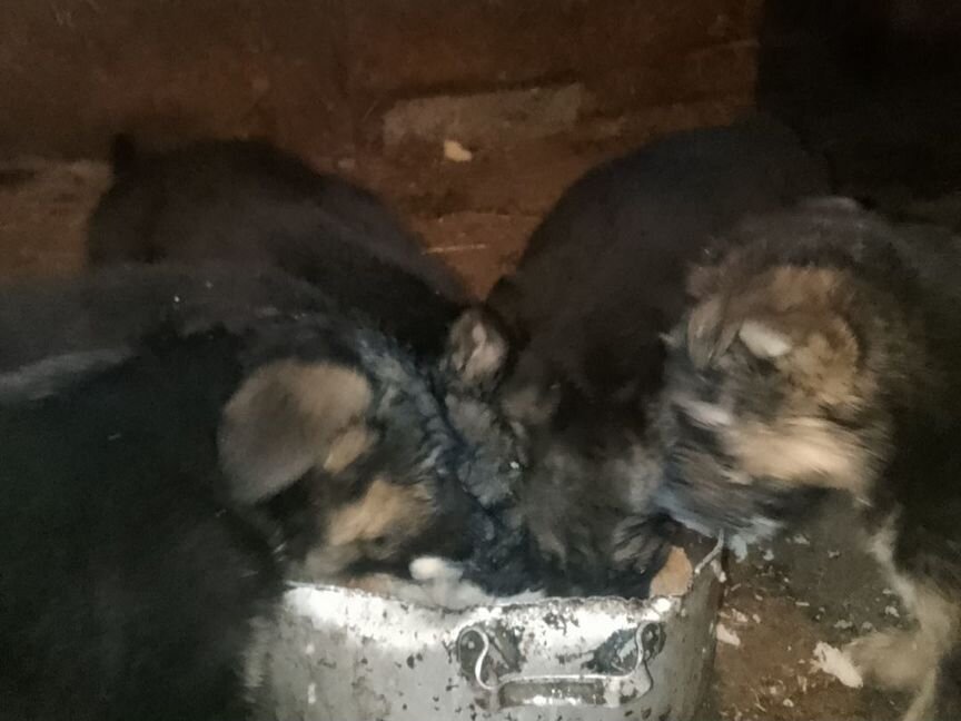 Щенки немецкой овчарки