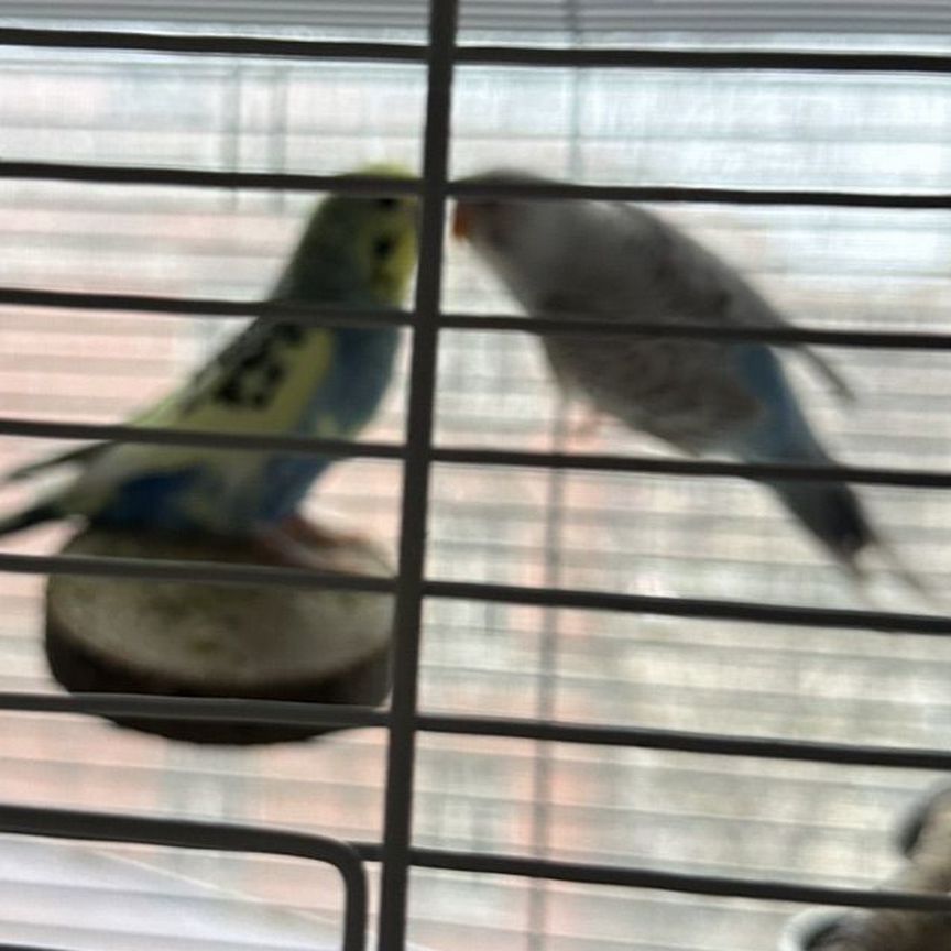 Волнистые попугаи самцы