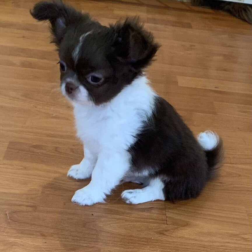 Кобелек чихуахуа