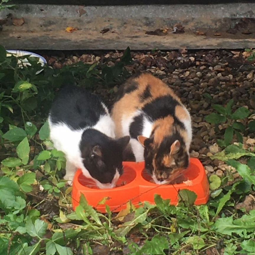 Котята погибнут на даче