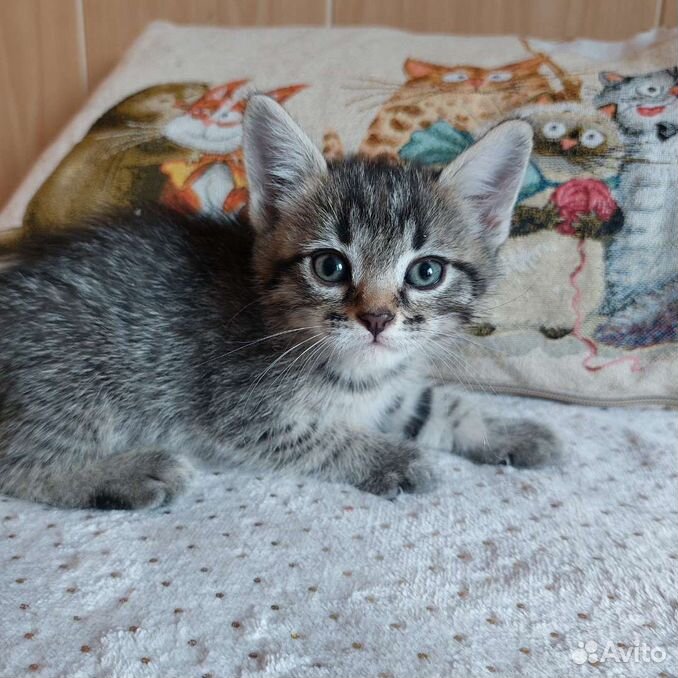 Котёнок ищет дом и любимых людей