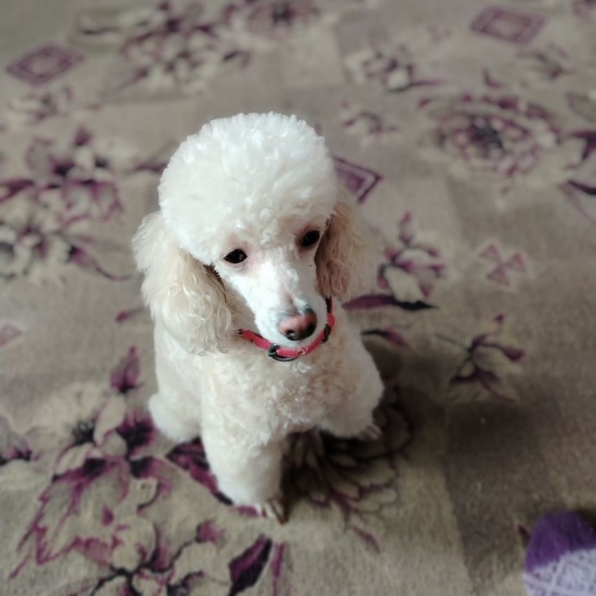 Карликовый пудель вязка