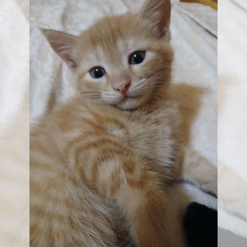 Отдам котенка в добрые руки