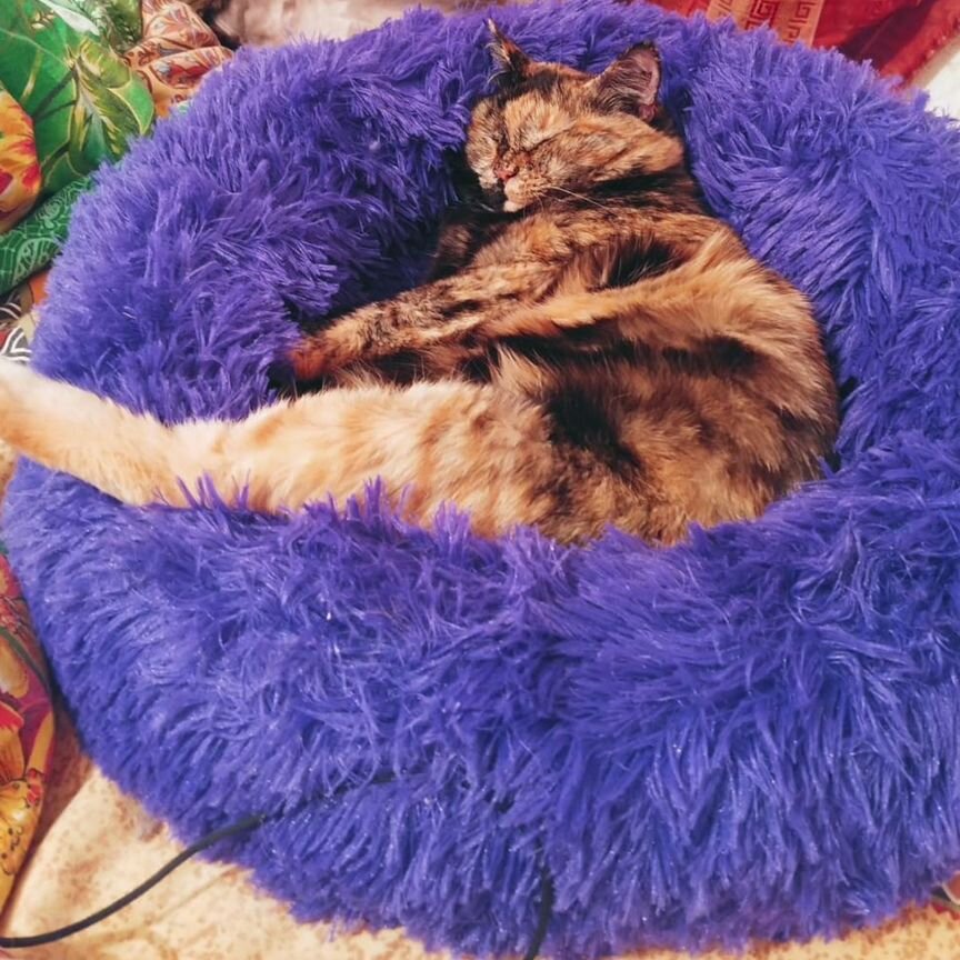 Кошечка в добрые руки