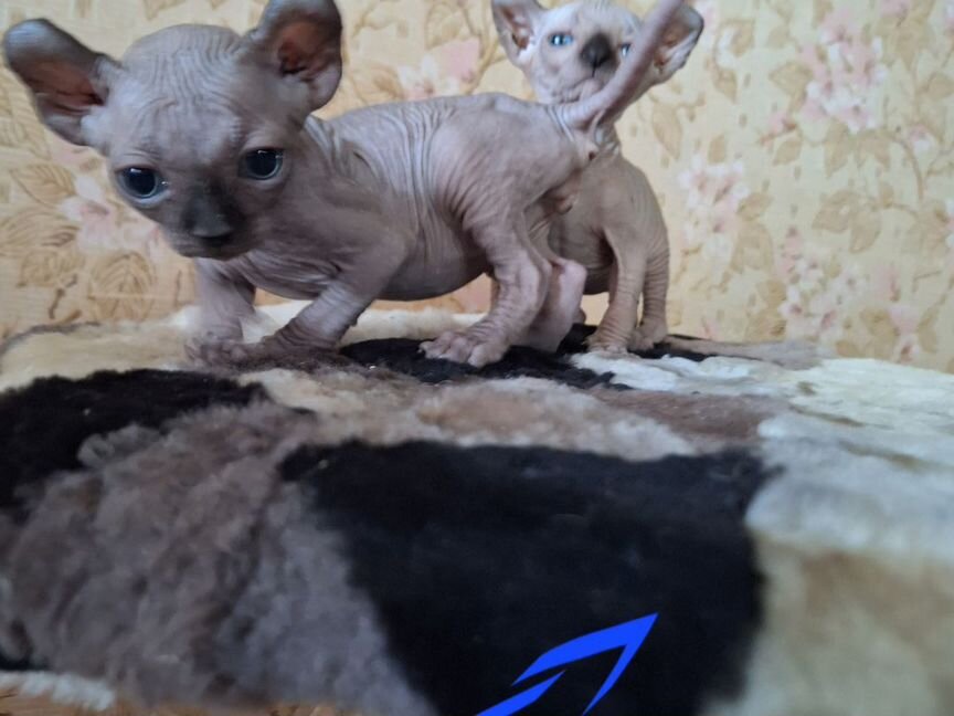 Канадский сфинкс эльф котенок