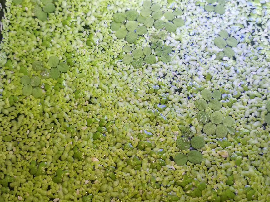 Ряска,сальвиния малая