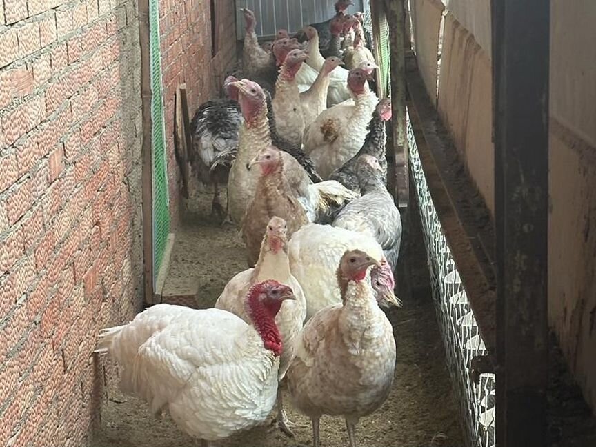 Индюки домашние