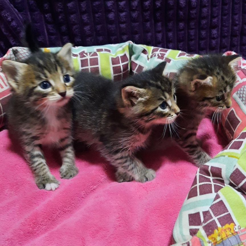 Котята полубенгалы