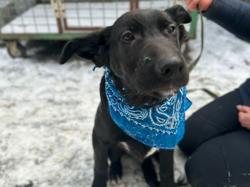 Блинчик живет в приюте и ищет семью