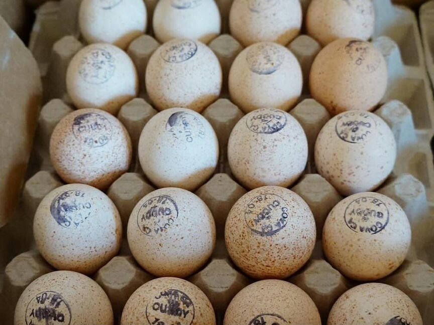 Инкубационное яйцо индейки хайбрид конвертер