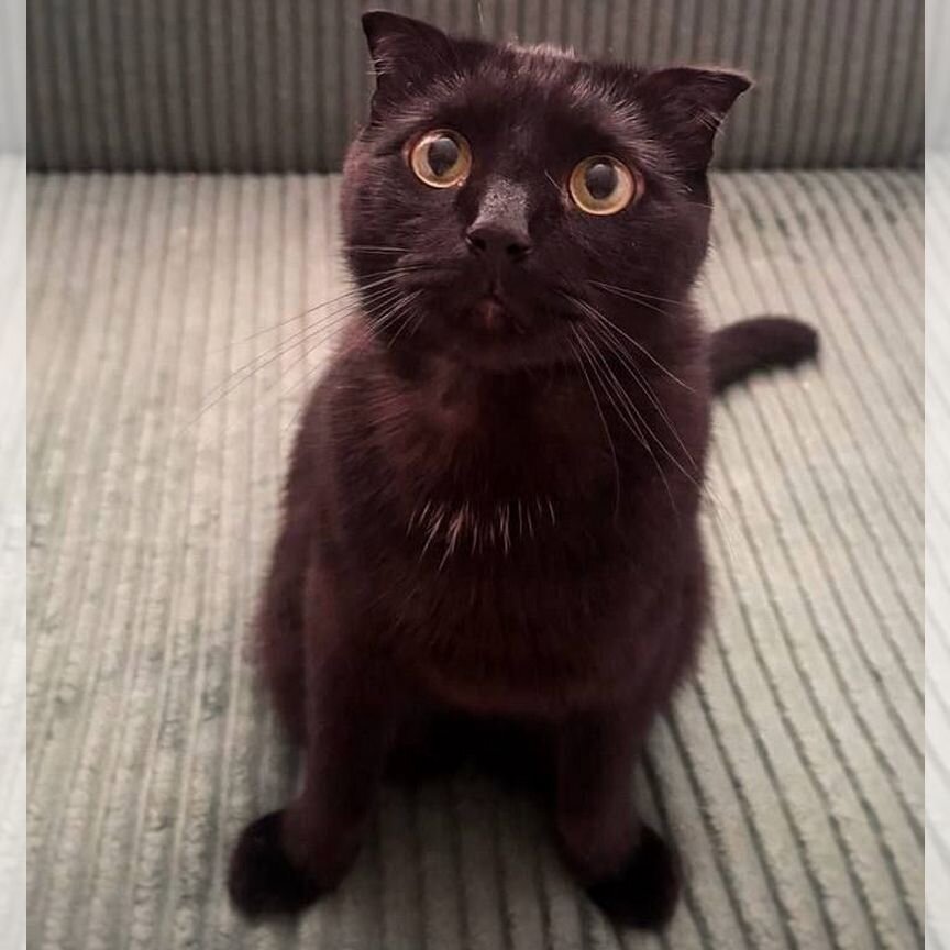 Взрослый кот в добрые руки