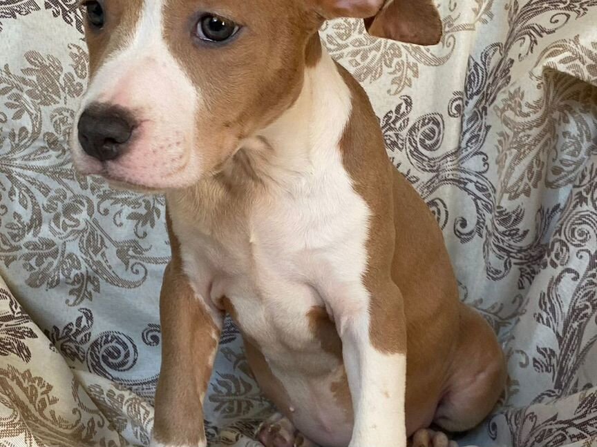 Стаффорширский терьер